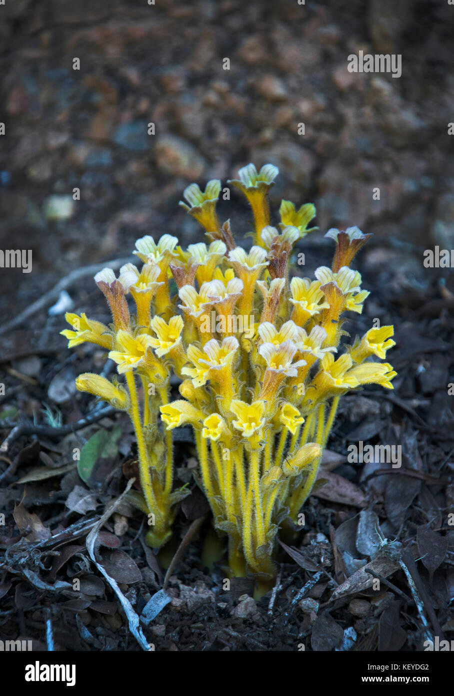 Wildflowers horizontal hi-res stock photography and images - Alamy