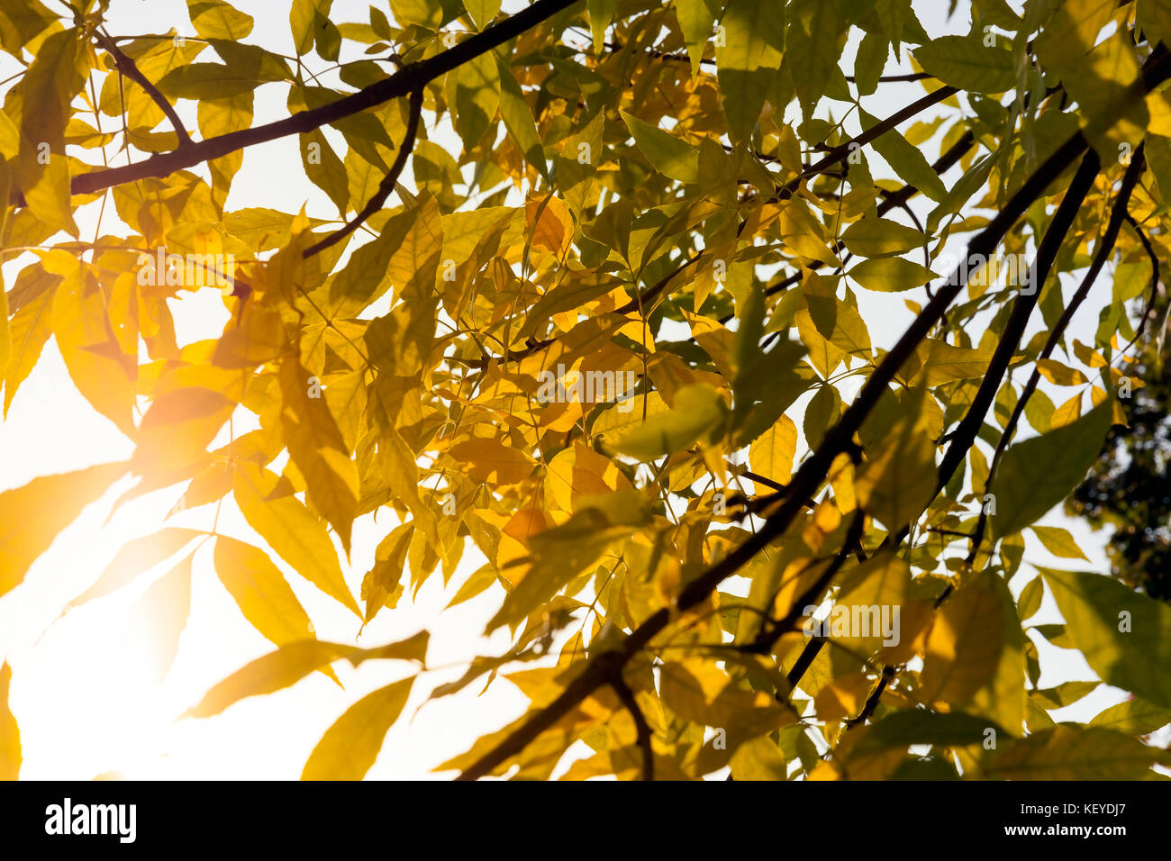Gold ash maple hi-res stock photography and images - Alamy