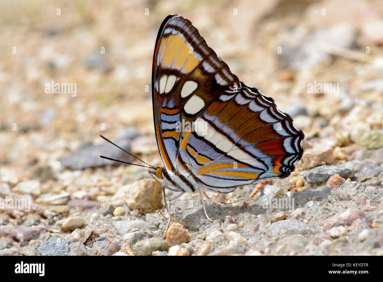 Arizona Sister Adelpha eulalia Dragoon Mountains, Cochise County ...