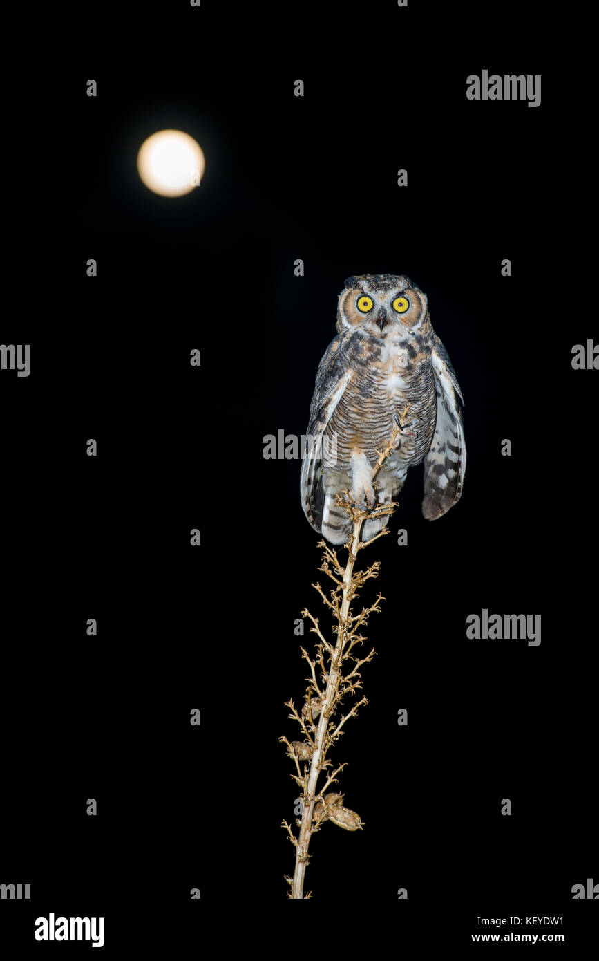 Great Horned Owl Bubo virginianus Tucson, Arizona, United States 9 ...