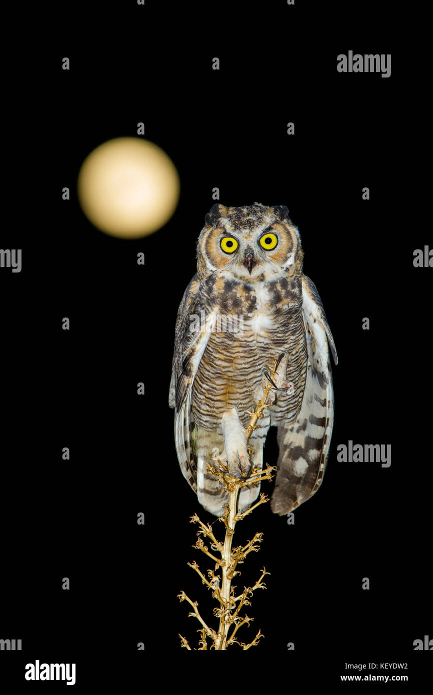 Great Horned Owl Bubo virginianus Tucson, Arizona, United States 9 ...