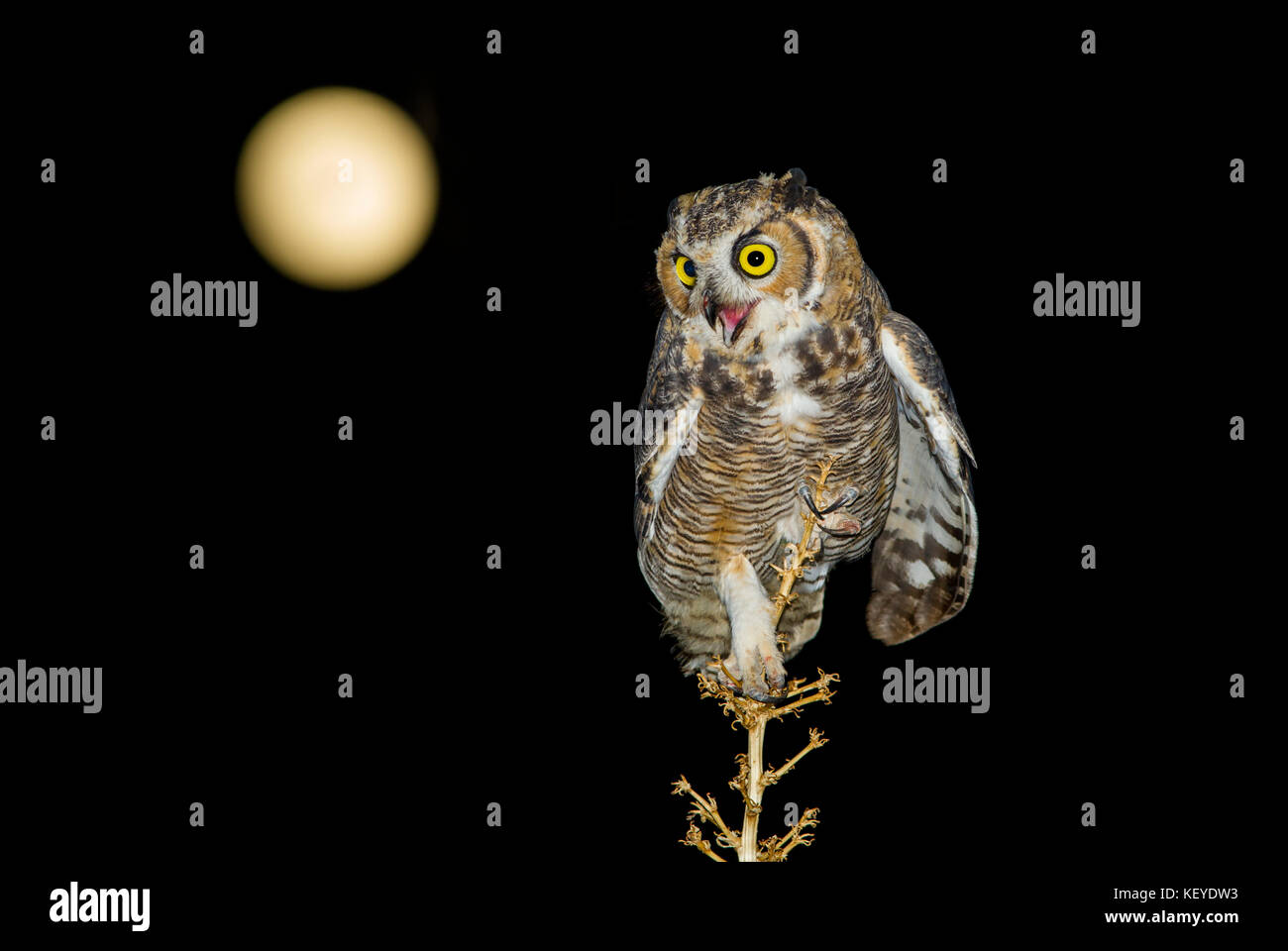 Great Horned Owl Bubo virginianus Tucson, Arizona, United States 9 ...