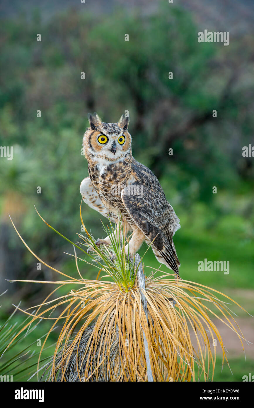 Great Horned Owl Bubo virginianus Tucson, Arizona, United States 20 ...