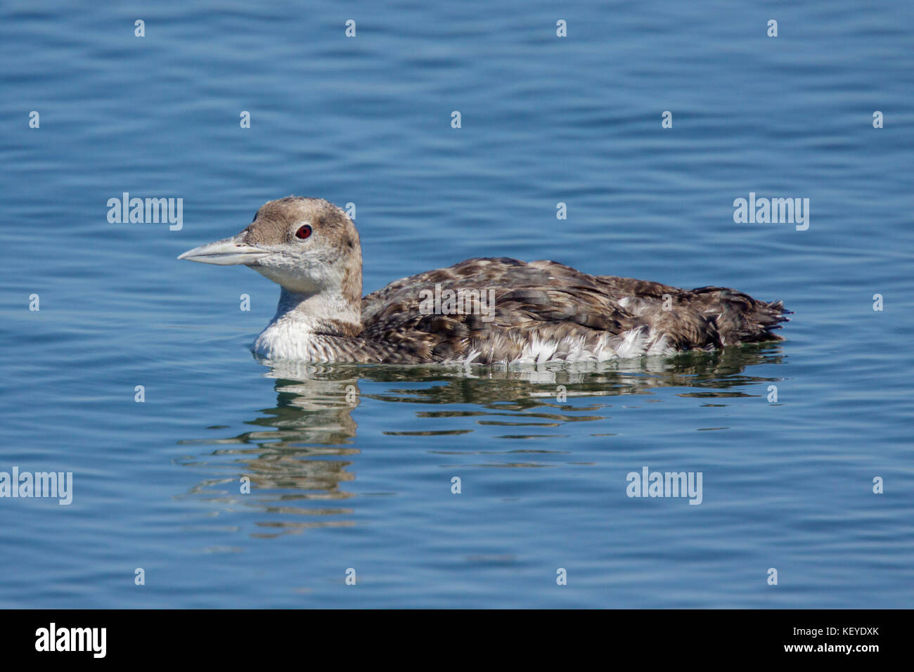Common loon swimming hi-res stock photography and images - Alamy