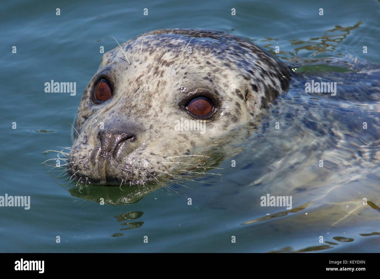 Seal big eyes hi-res stock photography and images - Alamy