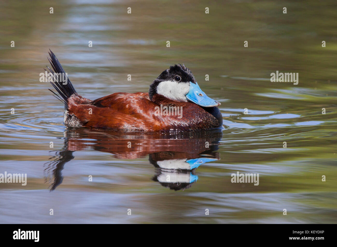 Ruddy duck flying hi-res stock photography and images - Alamy