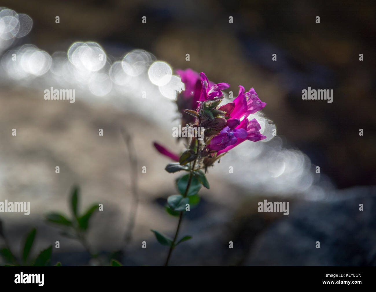 Penstemon wildflowers, Middle Velma Lake, Desolation Wilderness ...