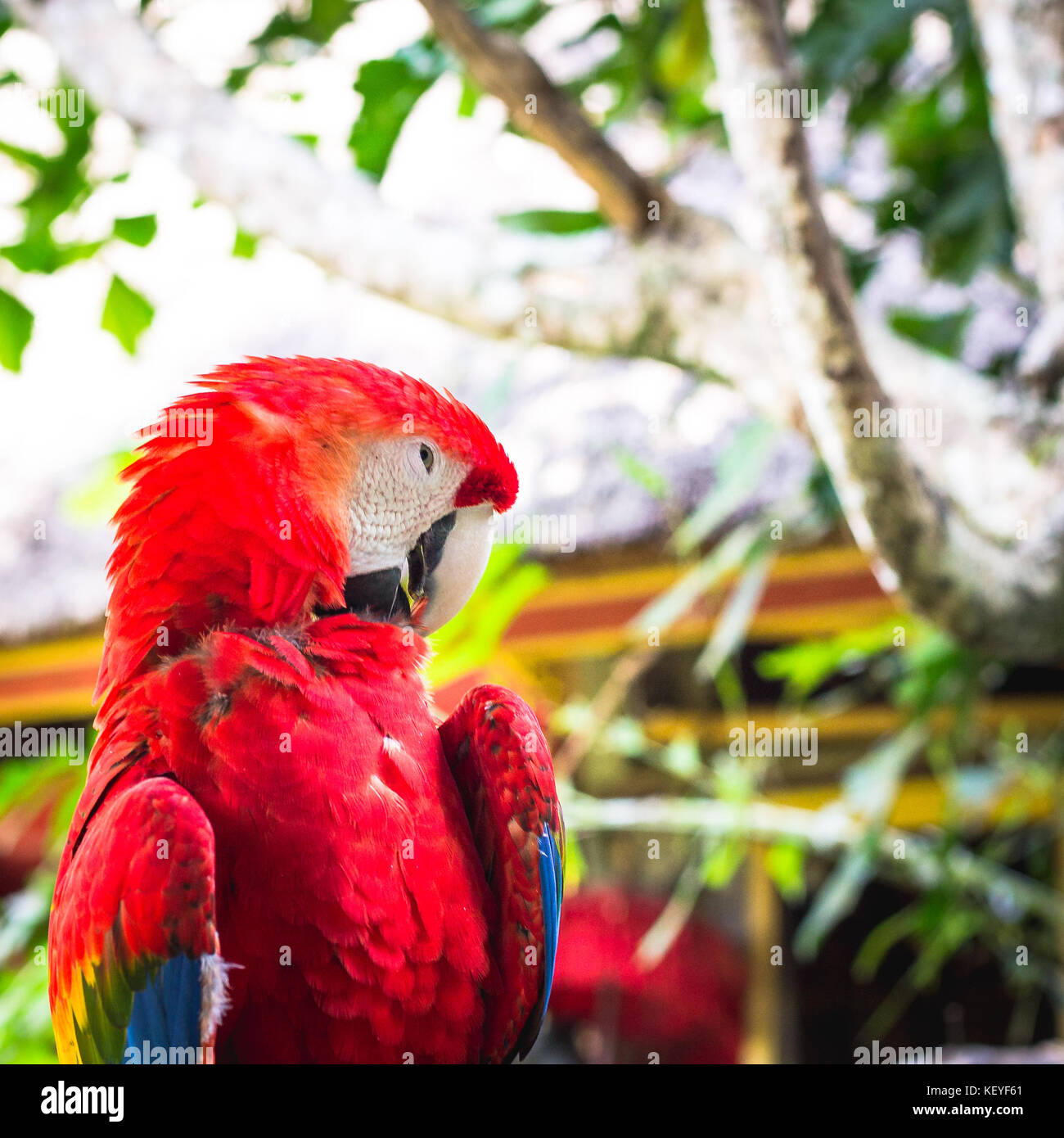 Indonesia bird of paradise hi-res stock photography and images - Alamy