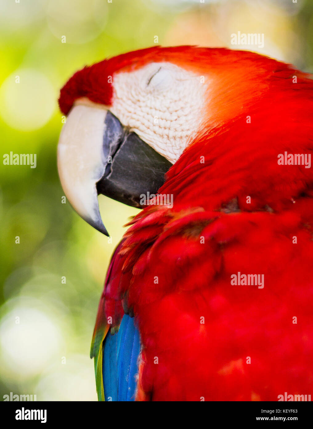 Indonesia bird of paradise hi-res stock photography and images - Alamy