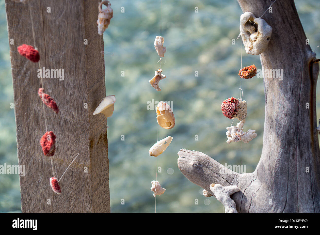 Decorative shells hi-res stock photography and images - Alamy
