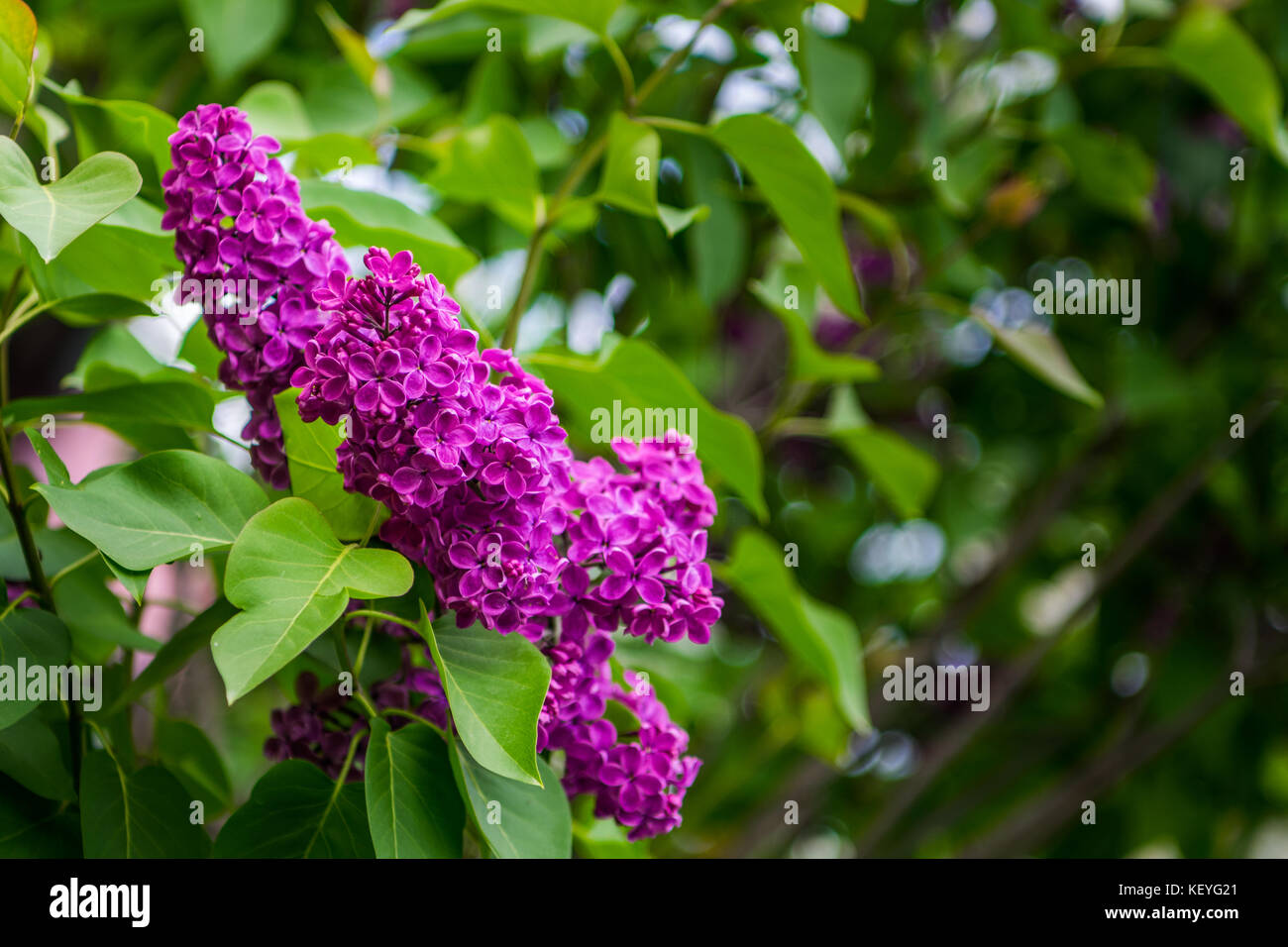 Common lilac in various positions Stock Photo - Alamy