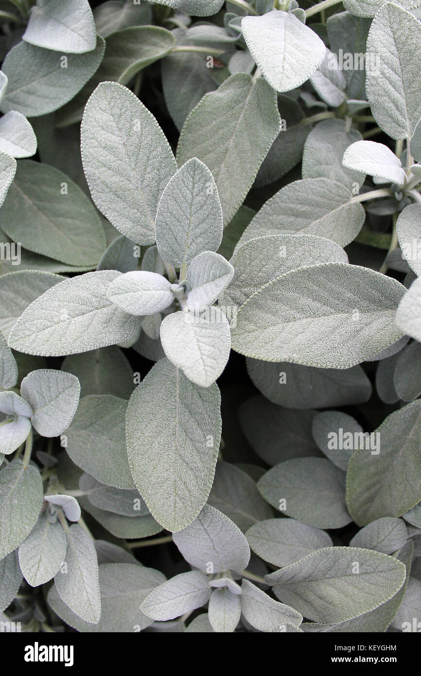 Field of Sage (salvia officinalis) closeup Stock Photo - Alamy