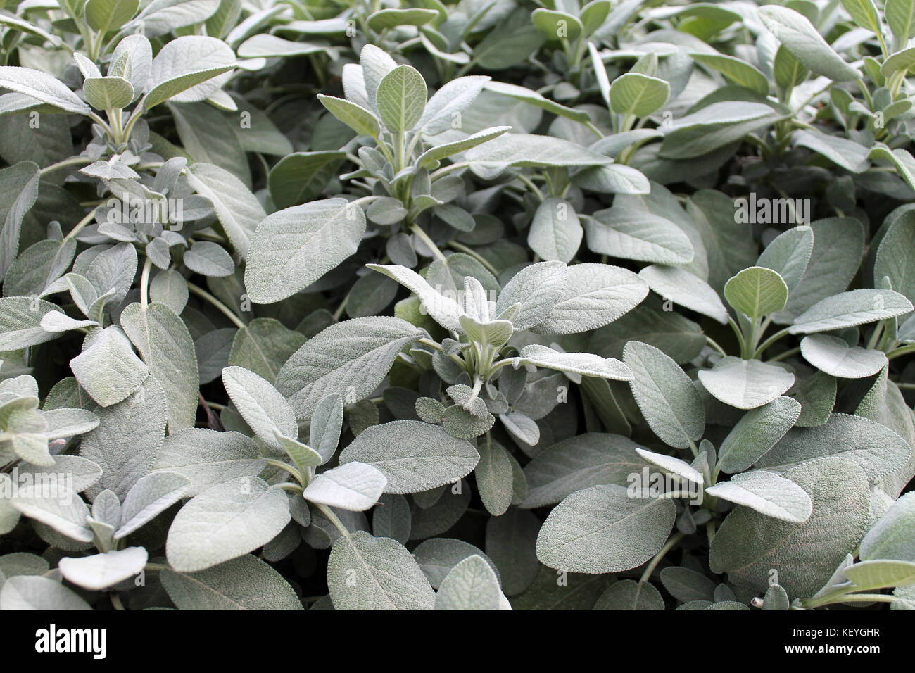 Field of Sage (salvia officinalis) closeup Stock Photo - Alamy