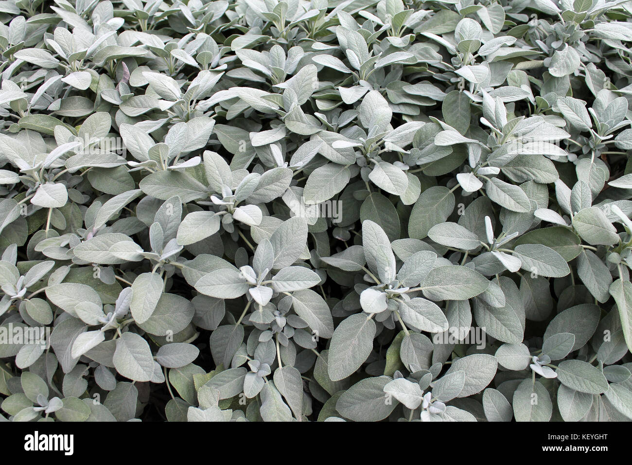 Field of Sage (salvia officinalis) closeup Stock Photo - Alamy