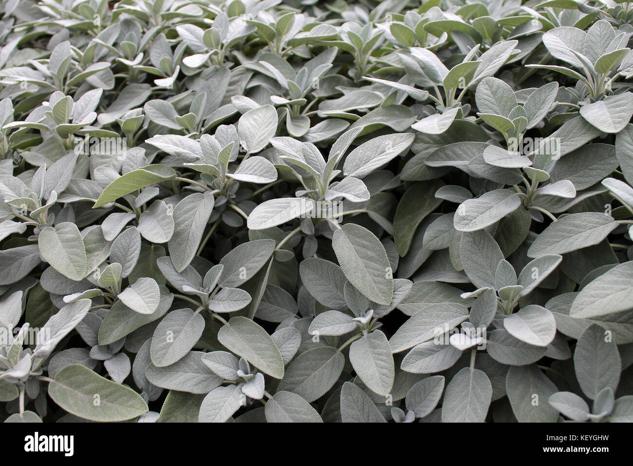 Field of Sage (salvia officinalis) closeup Stock Photo - Alamy