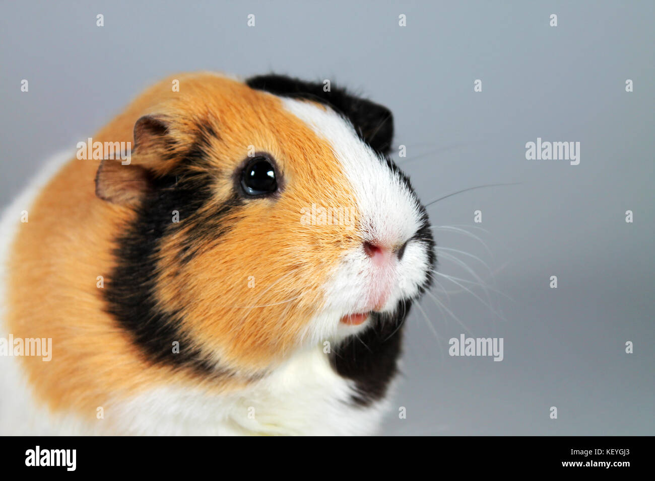 Guinea Pigs Pet Food High Resolution Stock Photography and Images - Alamy