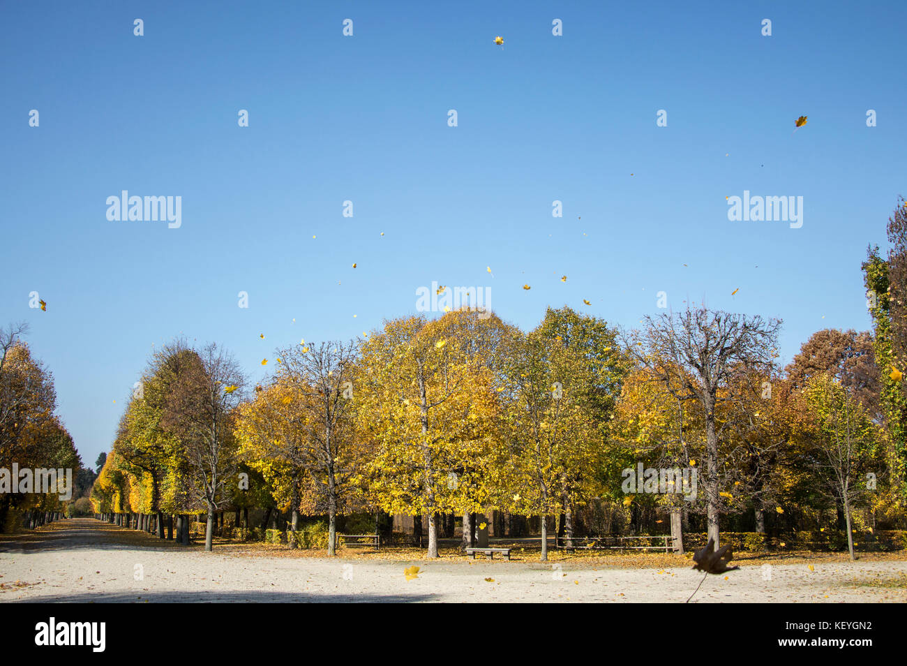 Yellow leaves and autumn colors in the park Vienna Austria Stock Photo ...