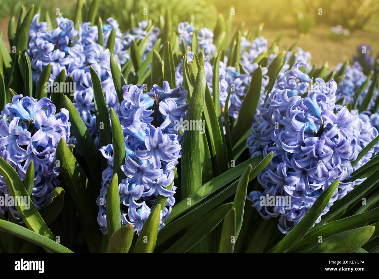 It is similar to violet hi-res stock photography and images - Alamy