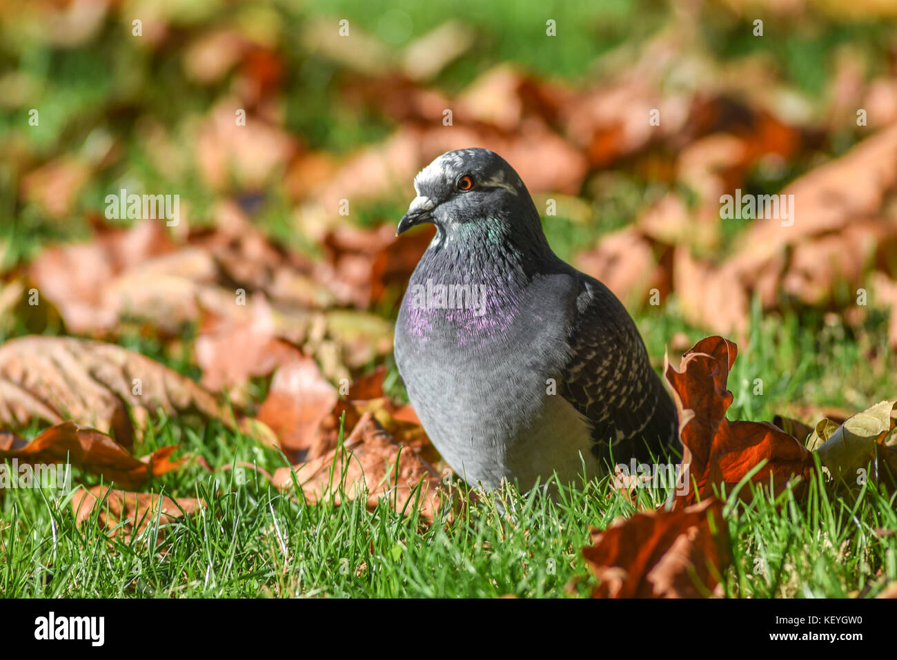 Chilled pigeon hi-res stock photography and images - Alamy