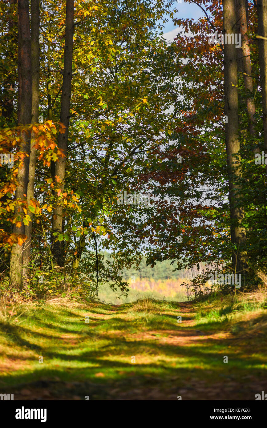 Alley in the forest between trees with colorful leaves on the trees and ...