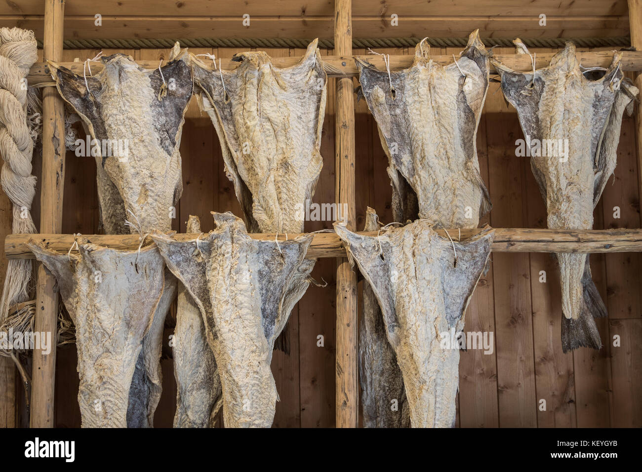 Dryfish, clipfish hanging inside on wooden racks in Lofoten Islands ...