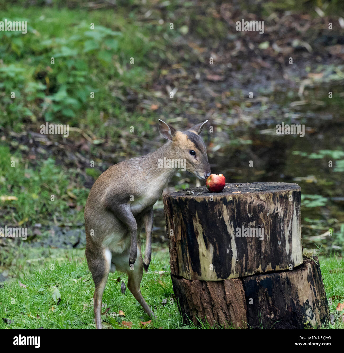 Baby muntjac also known as barking deer Muntiacus reevesi eating red ...