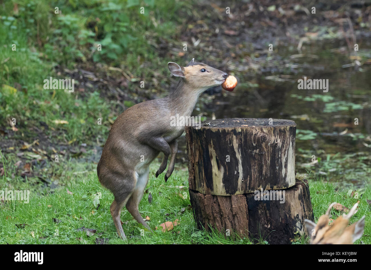 Deer On Hind Legs High Resolution Stock Photography and Images - Alamy