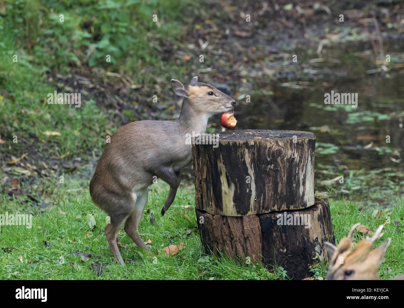 Baby muntjac also known as barking deer Muntiacus reevesi eating red ...
