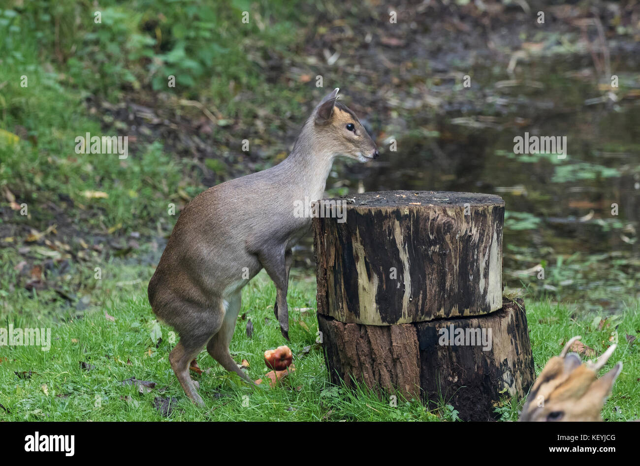Baby muntjac also known as barking deer Muntiacus reevesi eating red ...