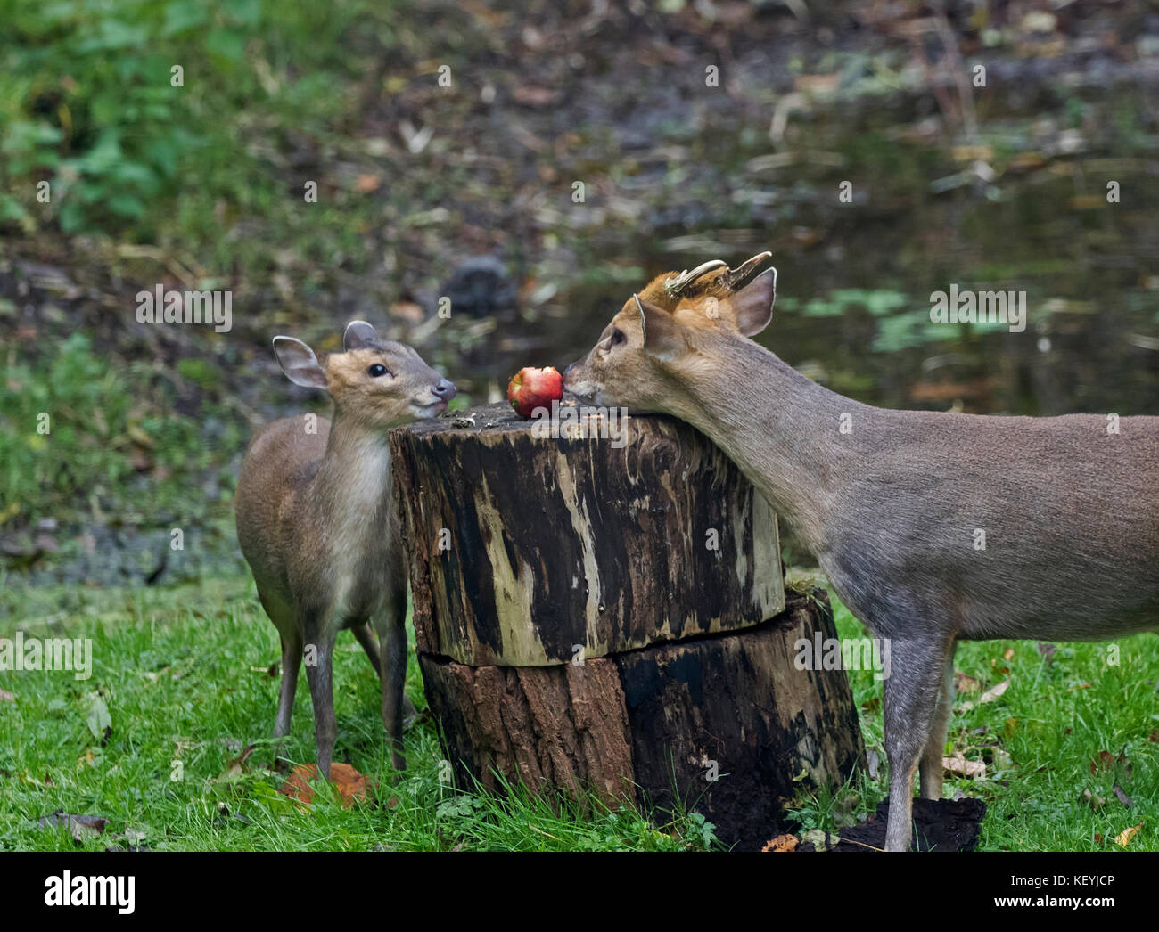 Male Muntjac with his baby and appleb Stock Photo - Alamy