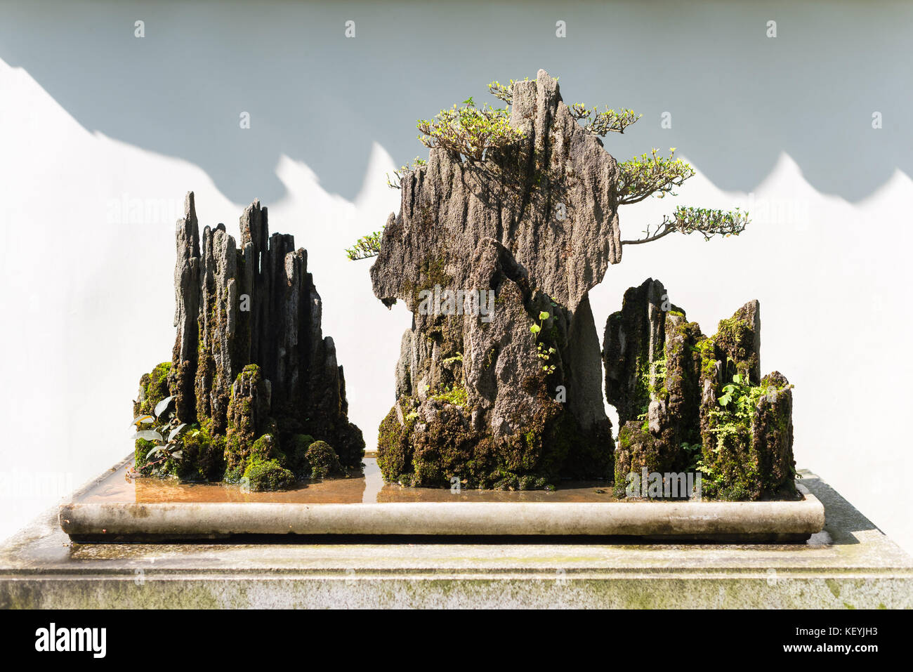 Bonsai on rocks with a white wall in the background Stock Photo - Alamy