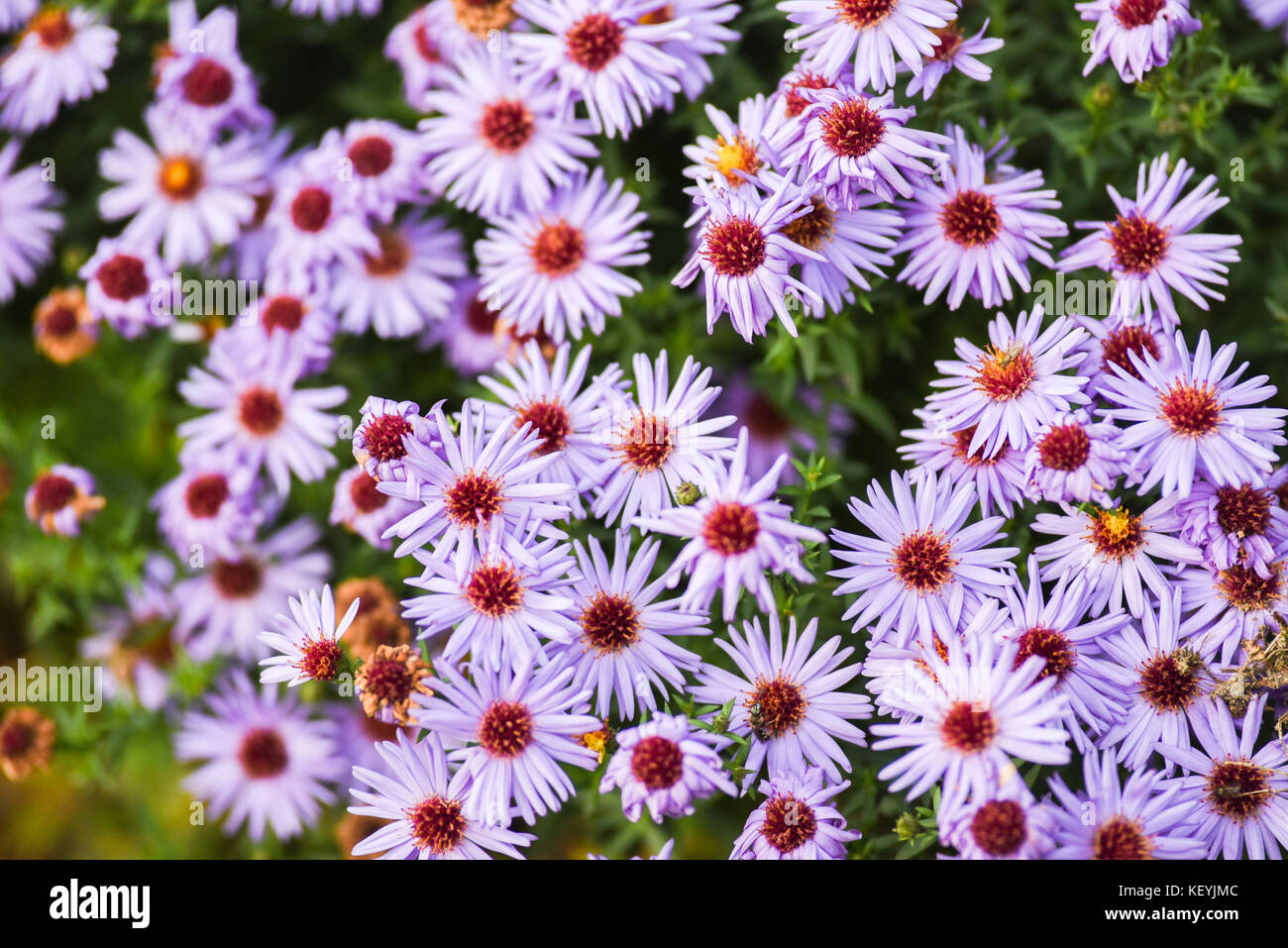 Purple daisys hi-res stock photography and images - Alamy