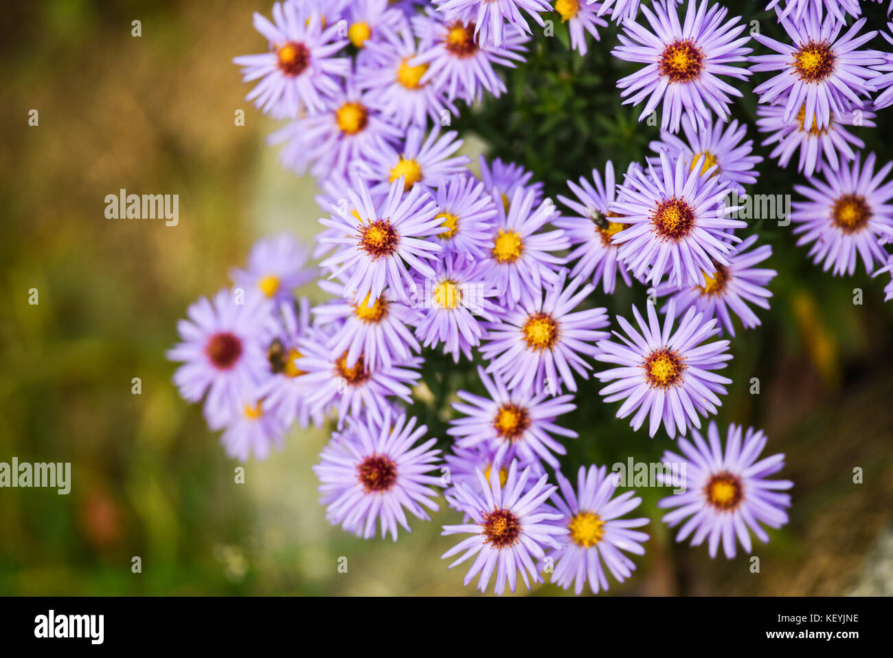 Violet daisy flower hi-res stock photography and images - Alamy