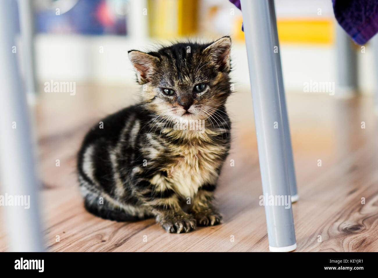 A cute little kitten sitting on the ground at home Stock Photo - Alamy