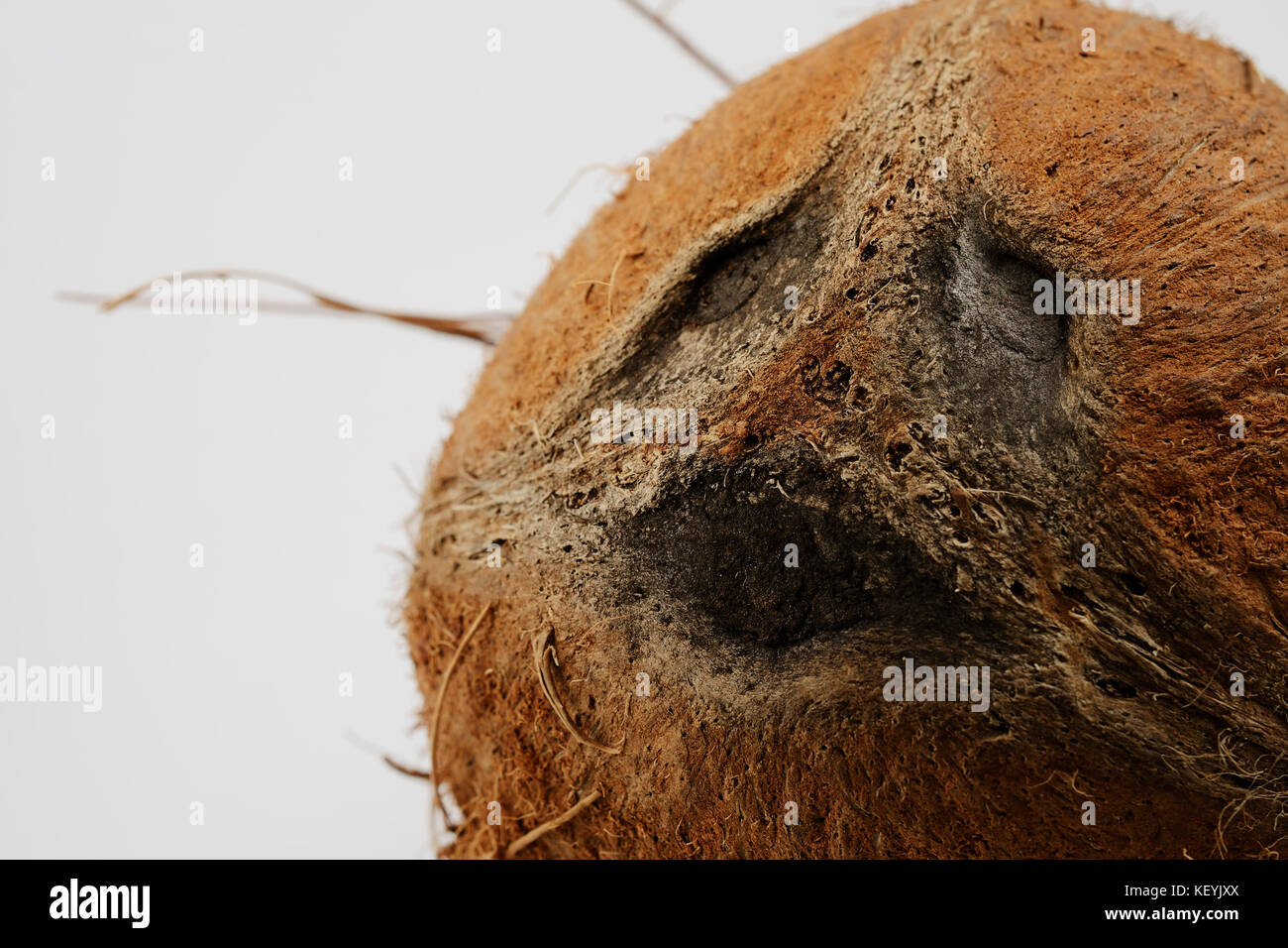 funny coconut look like a human face Stock Photo - Alamy