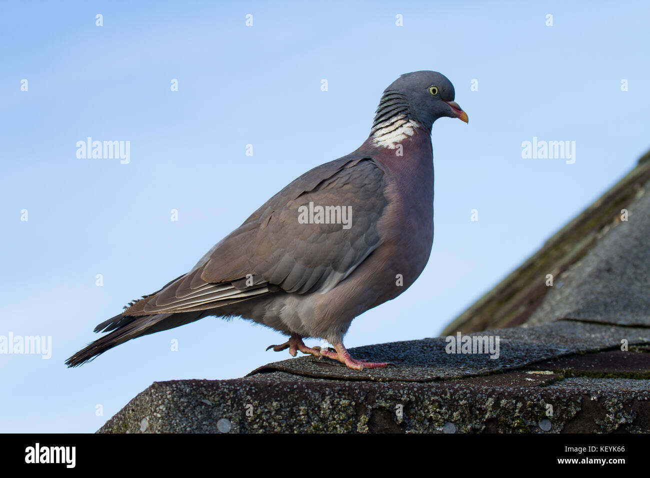 Wood Pigeon UK Stock Photo - Alamy