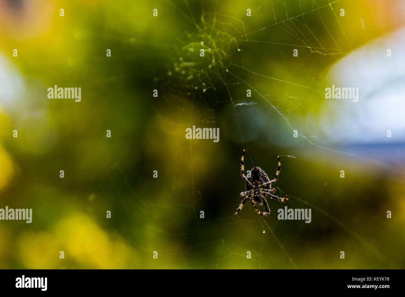 Spider leg close up hi-res stock photography and images - Alamy