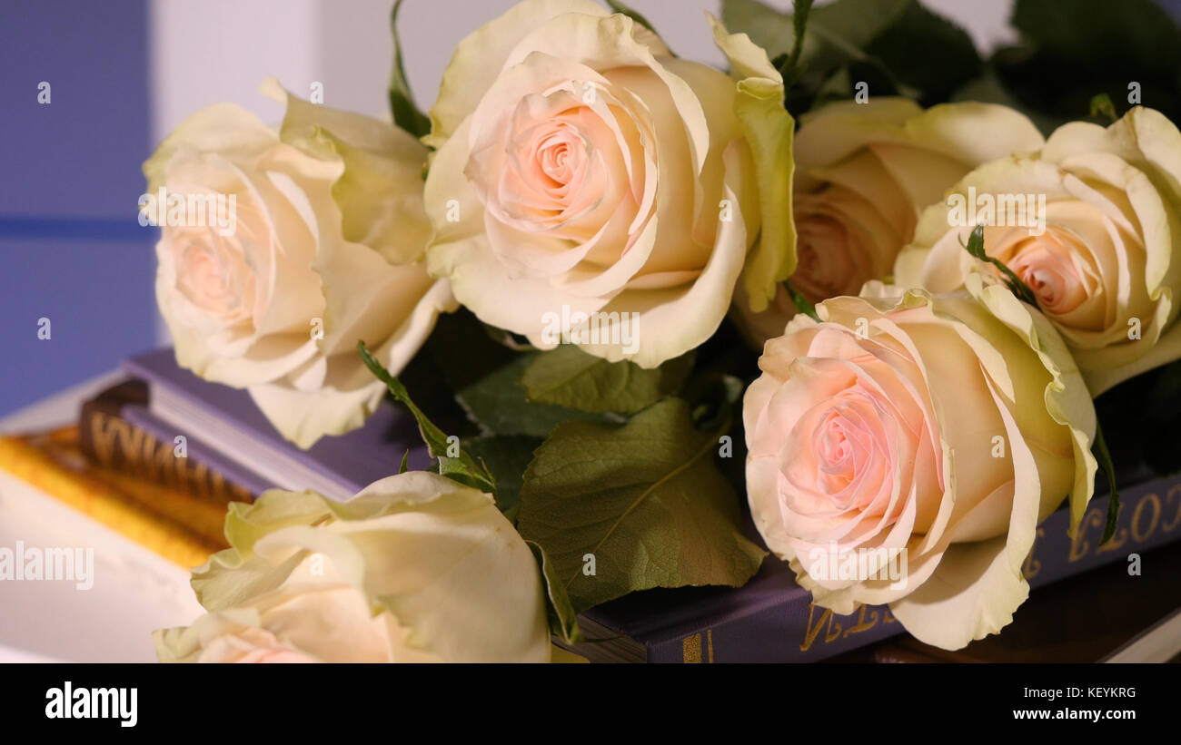 Pink roses on an old book. Close up of pink petal rose flower with pink ...