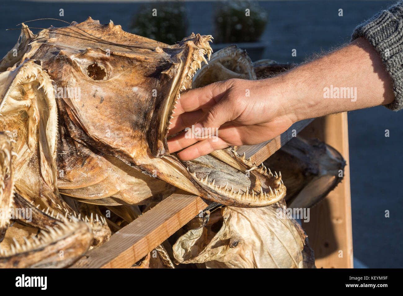 Hand of a man inside the mouth of a dried cod fish head Stock Photo - Alamy