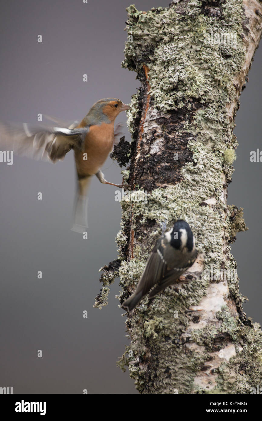 Chaffinch (Fringilla coelebs) wings spread and flapping landing on a ...