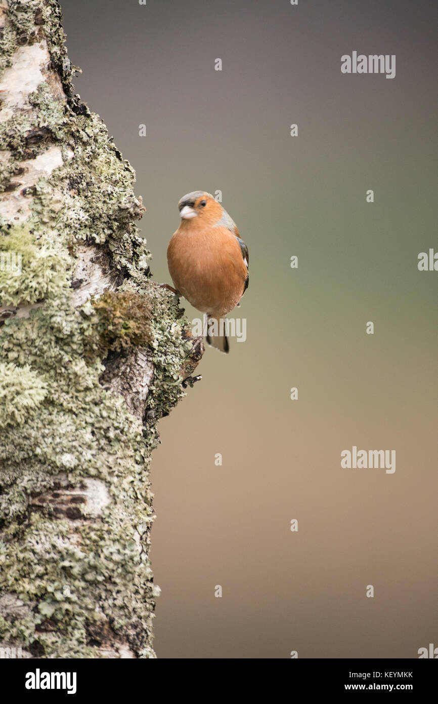 Silver finch hi-res stock photography and images - Alamy