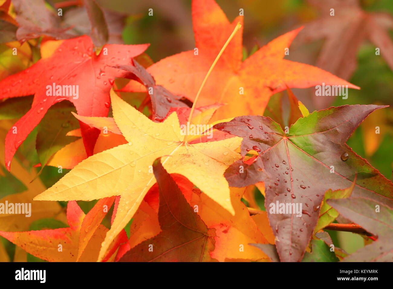 Colorful leaves on maple tree, after rain in autumn Stock Photo - Alamy