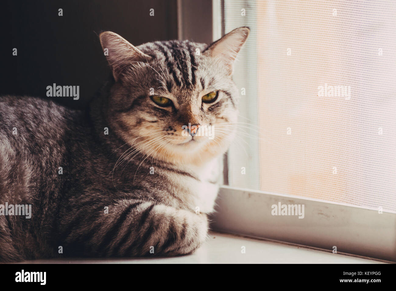 Angry cat domestic window hi-res stock photography and images - Alamy