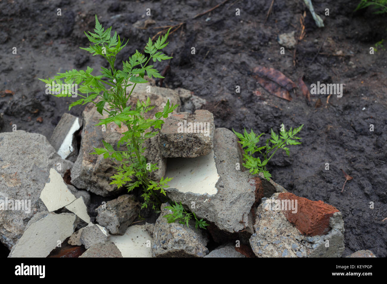 small tree plant growing on pieces of old concrete and bricks at the ...