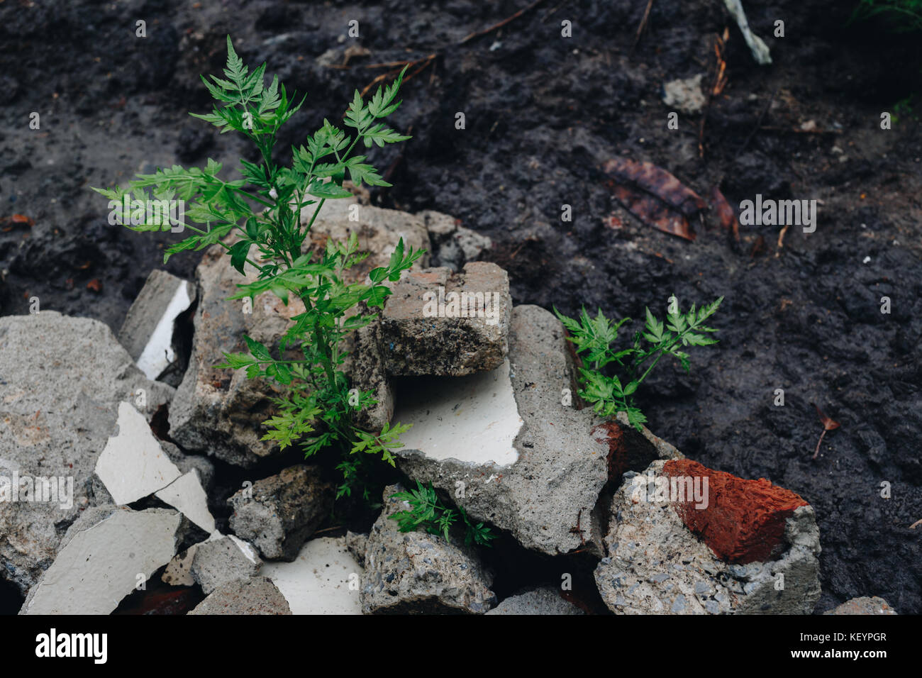 small tree plant growing on pieces of old concrete and bricks at the ...