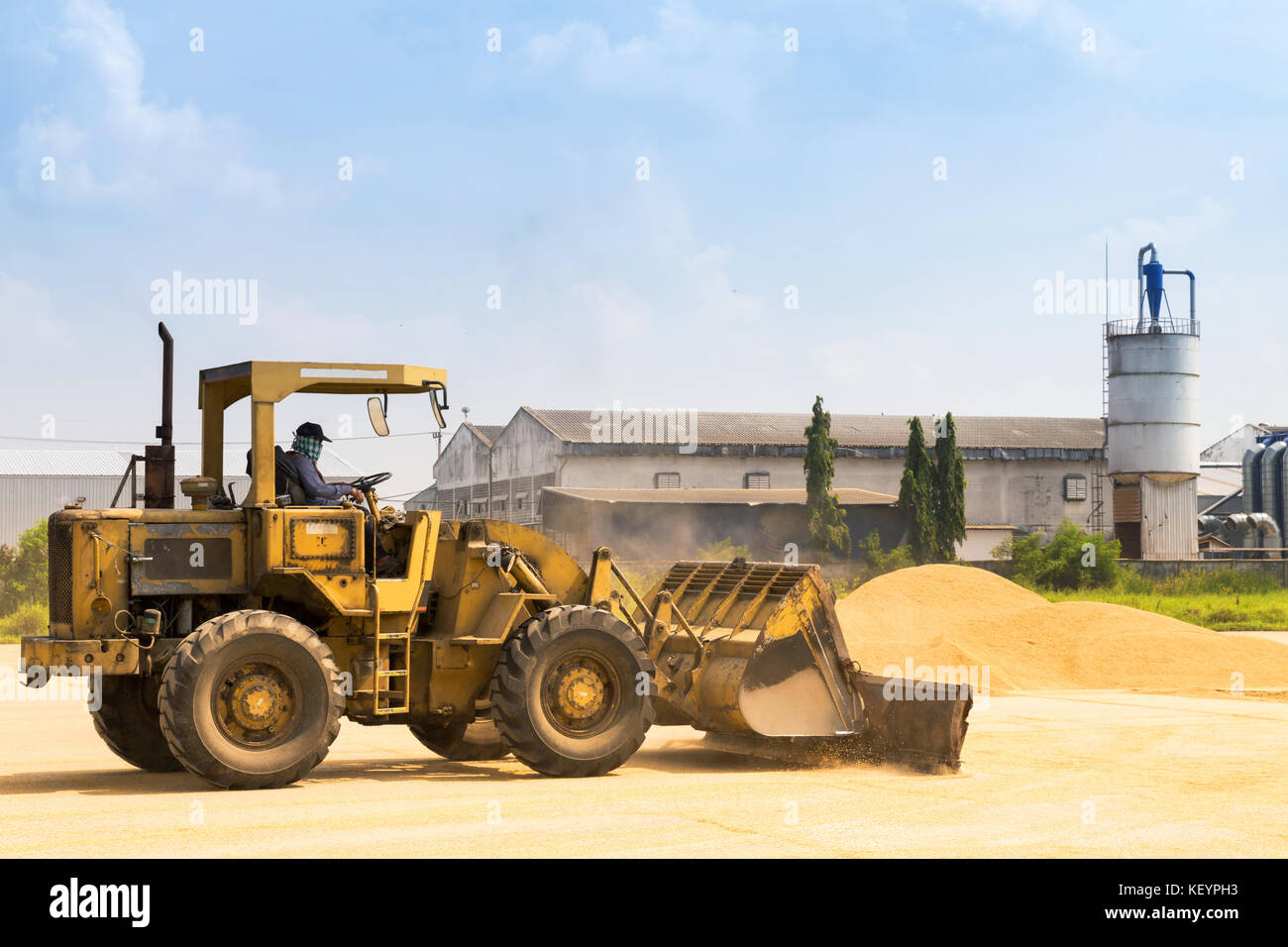 worker is driving a tractor to sweeping paddy rice seeds on the ground ...