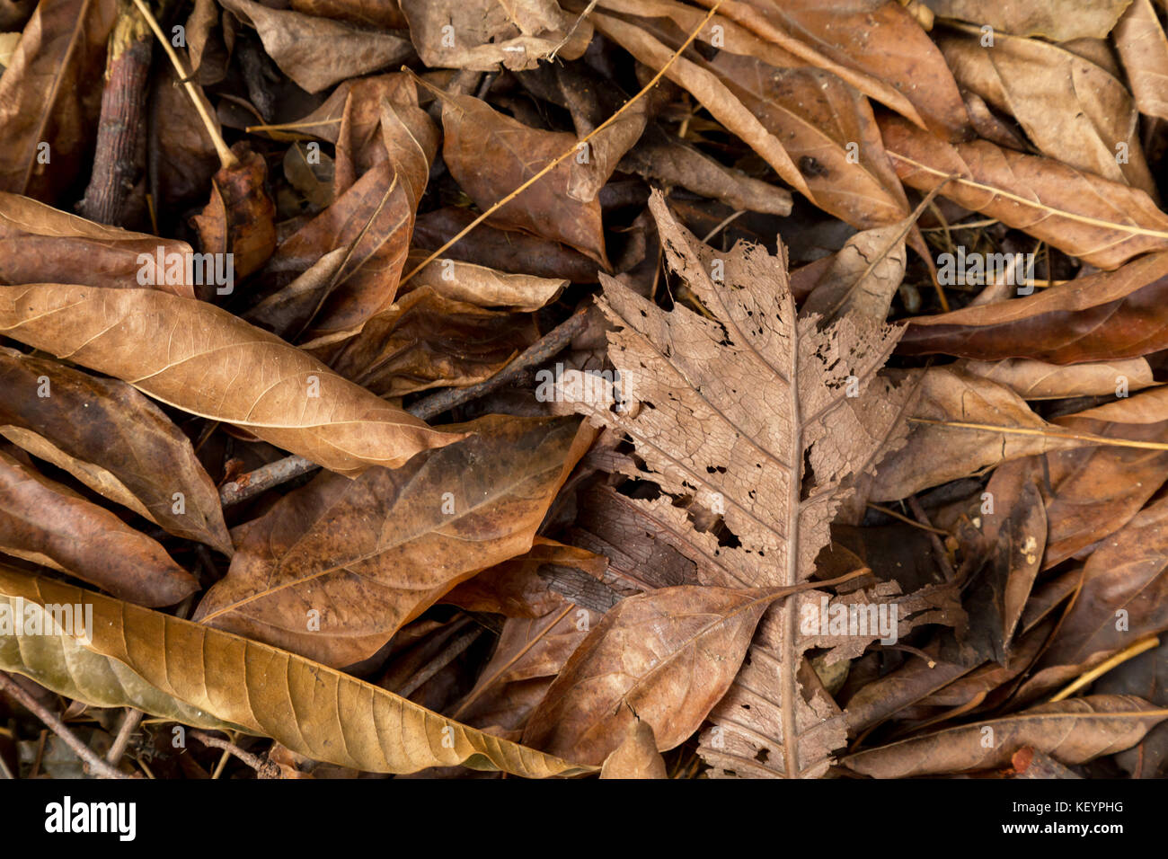 Dry Leaves Forest