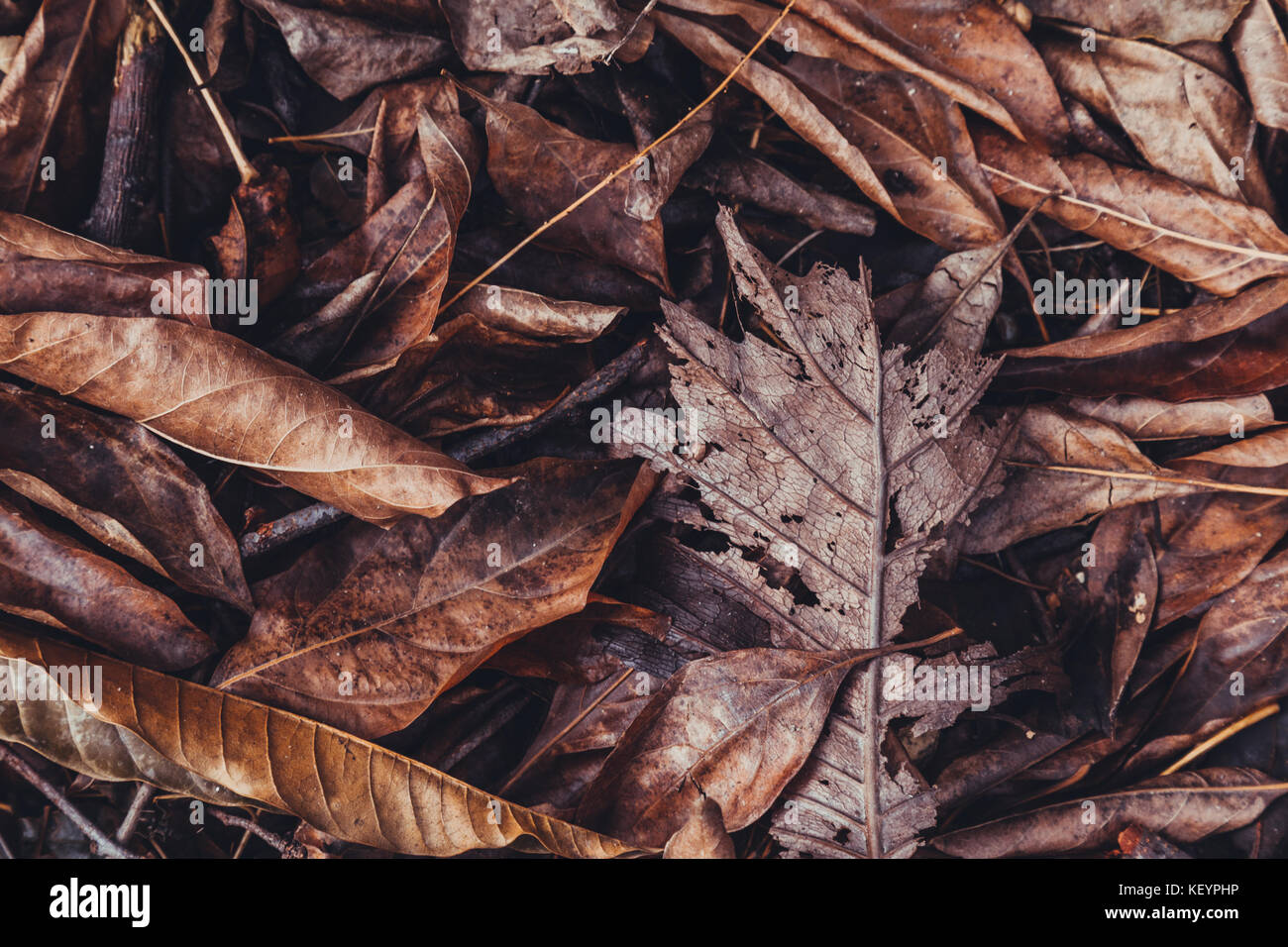 Wet leaves background hi-res stock photography and images - Alamy