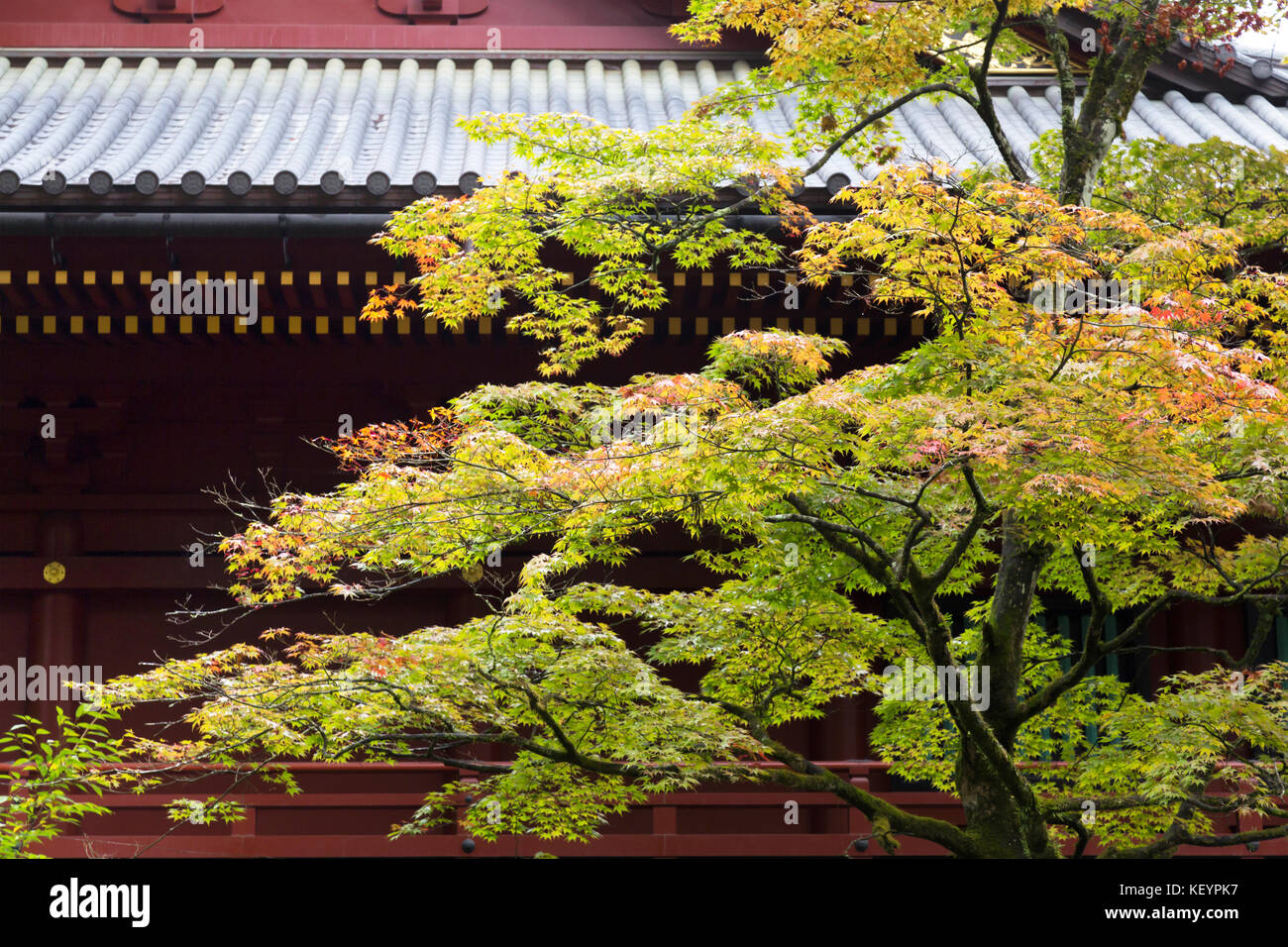 leaves of japanese maple tree are changing color in fall in front of ...