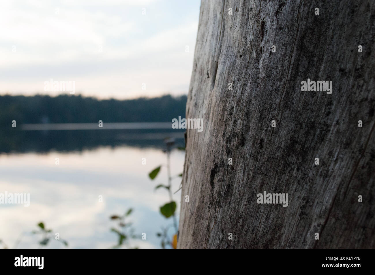 Foreground texture hi-res stock photography and images - Alamy